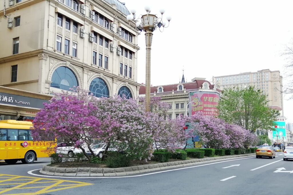 丁香花 (ding xiang hua) のきせつ（2023.05） | ཤིན་ཤུ་མད་མན། 信 州 狂 人 شىنشۇ كيوجىن